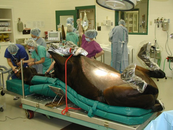 Racehorse Rescue Centre » Colic